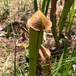 Cary State Forest - Bryceville, Florida - RV LIFE Campground Reviews