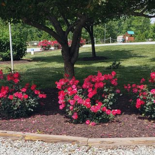 Jones Station RV Park - Mebane, North Carolina - RV LIFE Campground Reviews