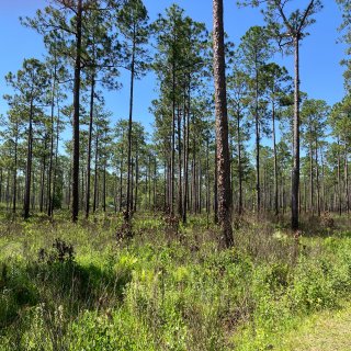 Cary State Forest - Bryceville, Florida - RV LIFE Campground Reviews